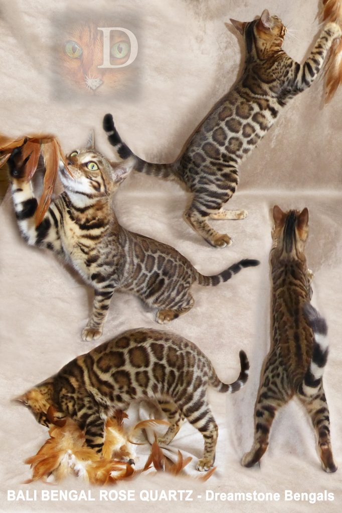 Bengal ROSE Queen Montage 72dpi – Dreamstone Bengals